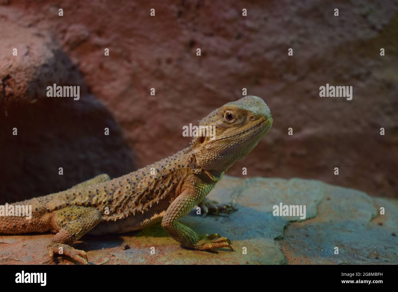 Desert bearded dragon hi-res stock photography and images - Alamy