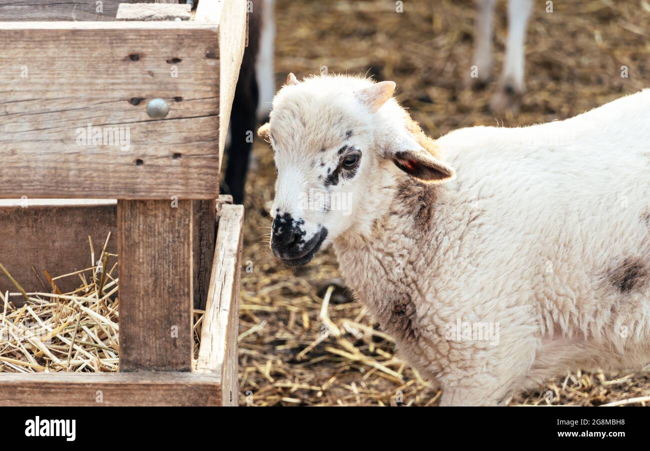 Portrait of a young white sheep with black spots on the farm Stock ...