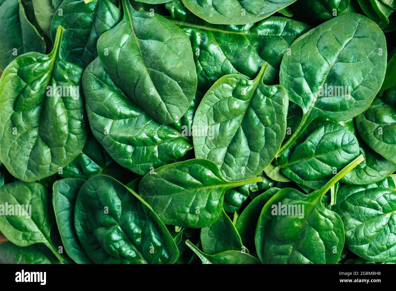 Healthy spinach leaves hi-res stock photography and images - Alamy