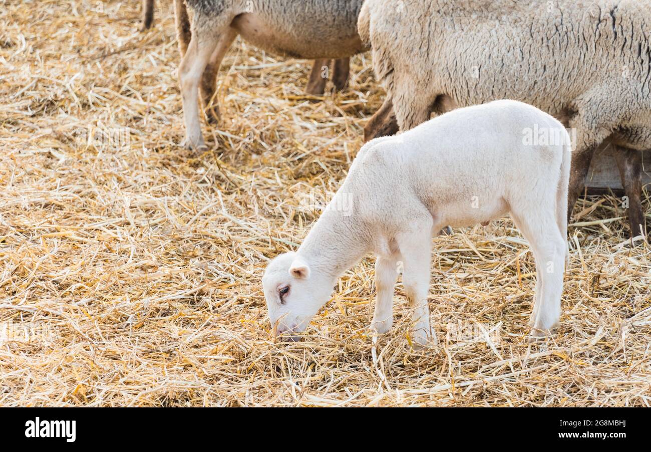 Small white sheep smelling forage on a farm Stock Photo - Alamy