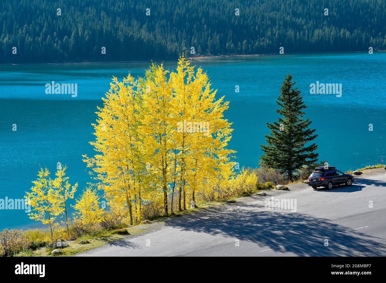 Yellow leaves, Aspen trees, Autumn, Waterfowl Lake, Banff National Park ...