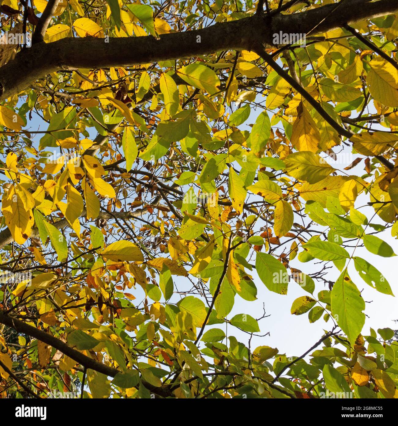 Walnut tree, Juglans regia, in autumn Stock Photo - Alamy