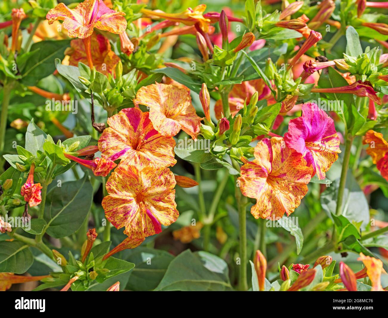 Miracle flower plant hi-res stock photography and images - Alamy