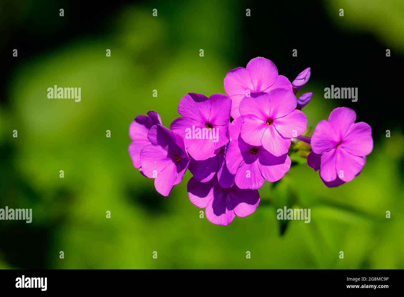 Purple Wild Geraniums at Lake Winfield Scott Stock Photo - Alamy