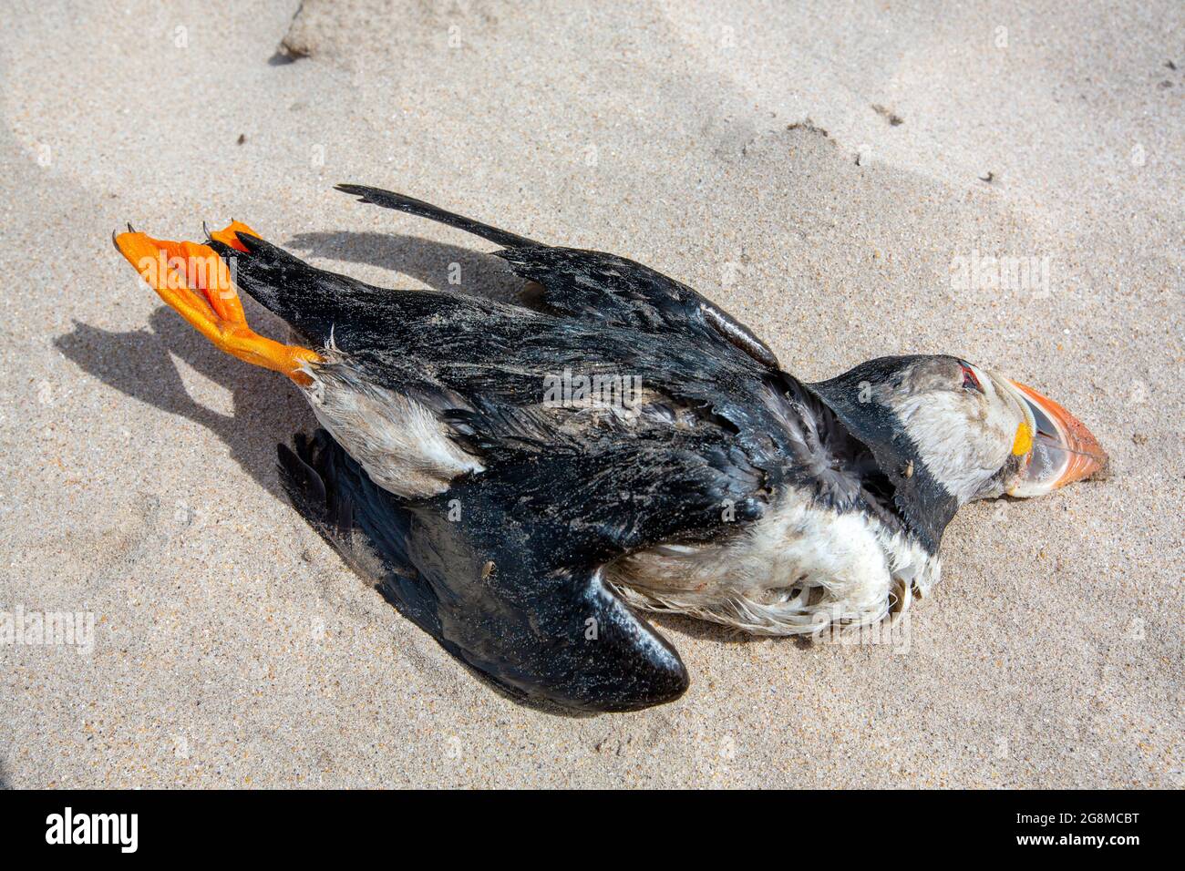 A dead Atlantic Puffin, Fratercular arctica, washed up on the beach ...