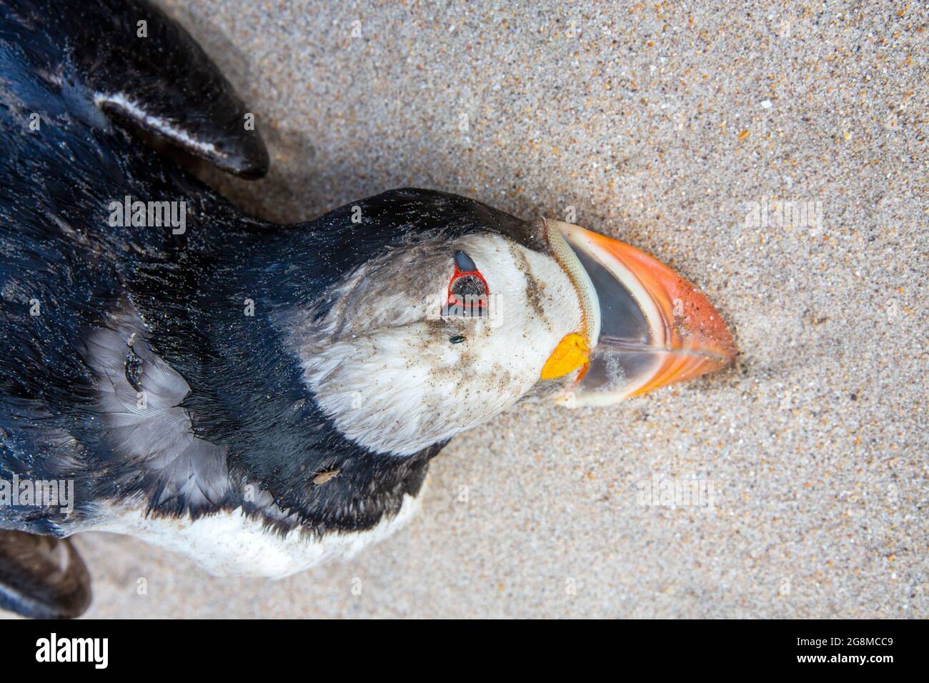 A dead Atlantic Puffin, Fratercular arctica, washed up on the beach ...