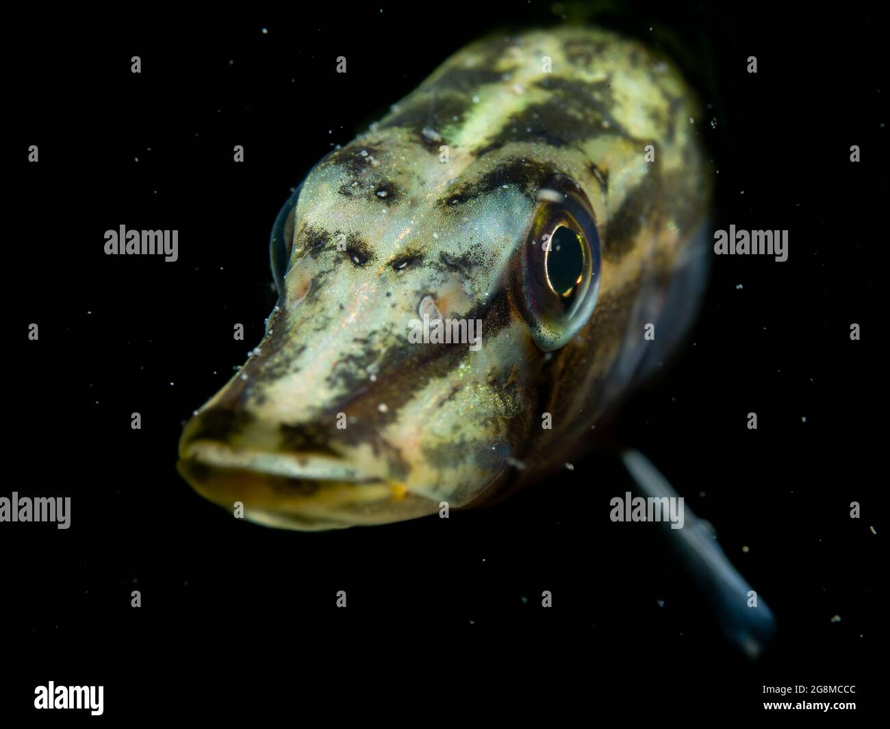 Young pike (Esox lucius) very curious, North Rhine Westphalia , Germany ...