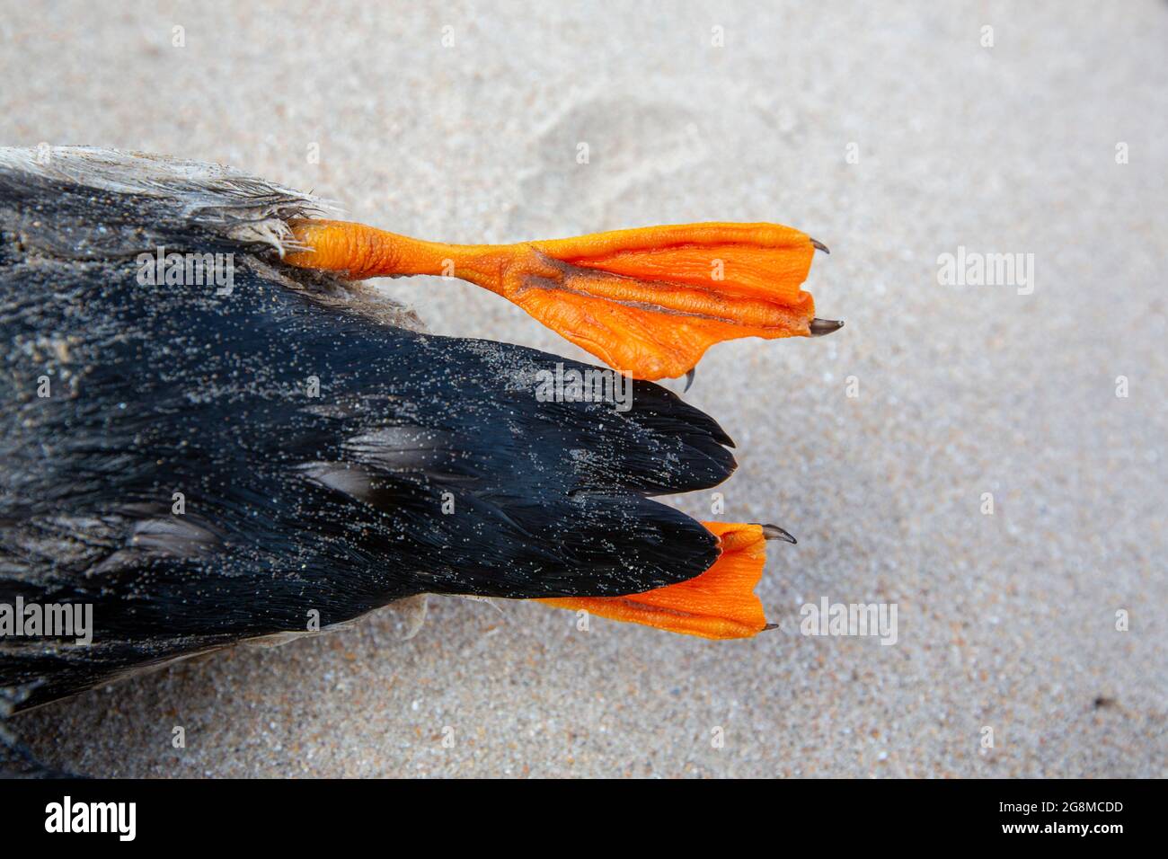 A dead Atlantic Puffin, Fratercular arctica, washed up on the beach ...