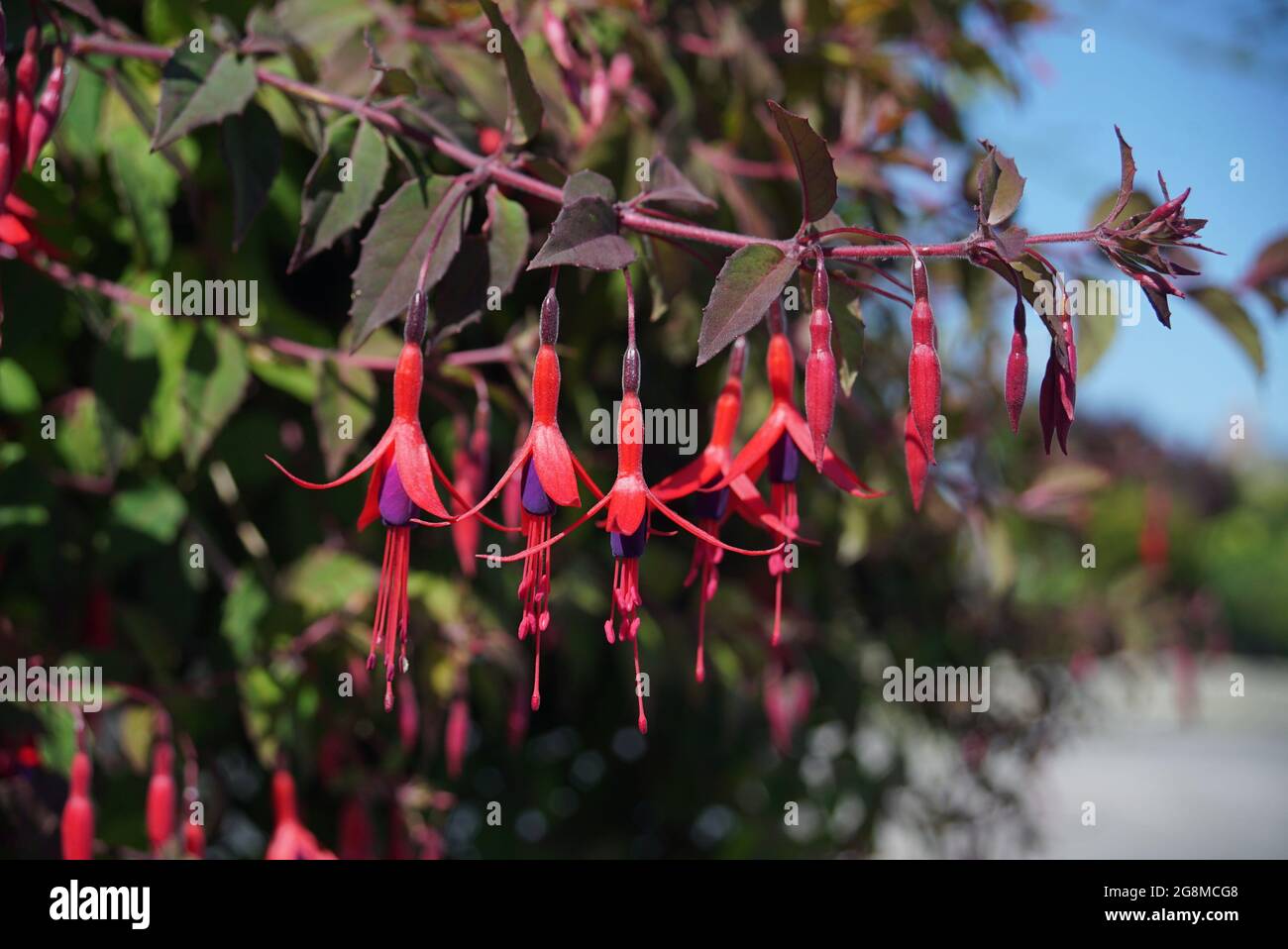 flowering trees with branches in woodland Stock Photo - Alamy