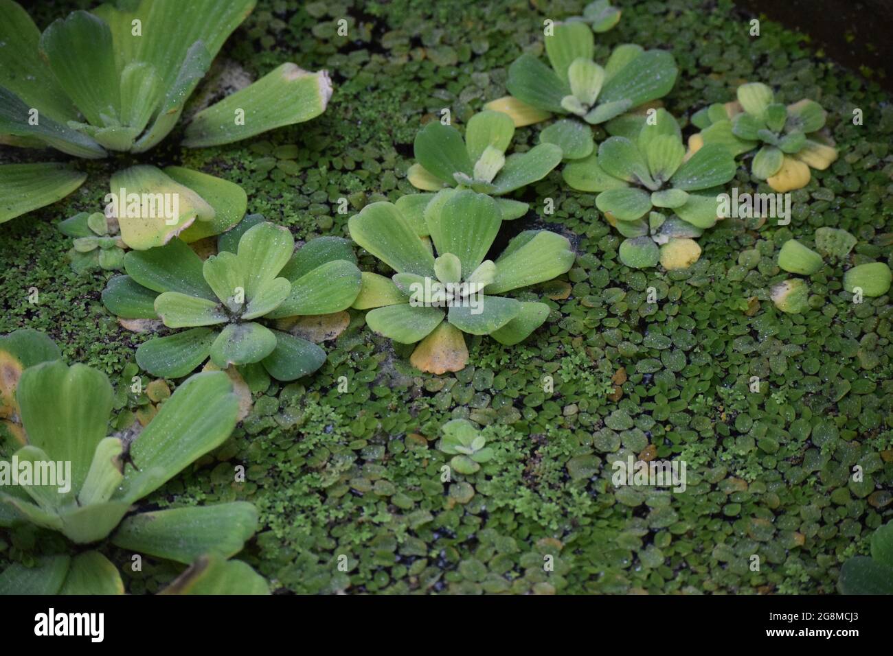 Water salad hi-res stock photography and images - Alamy