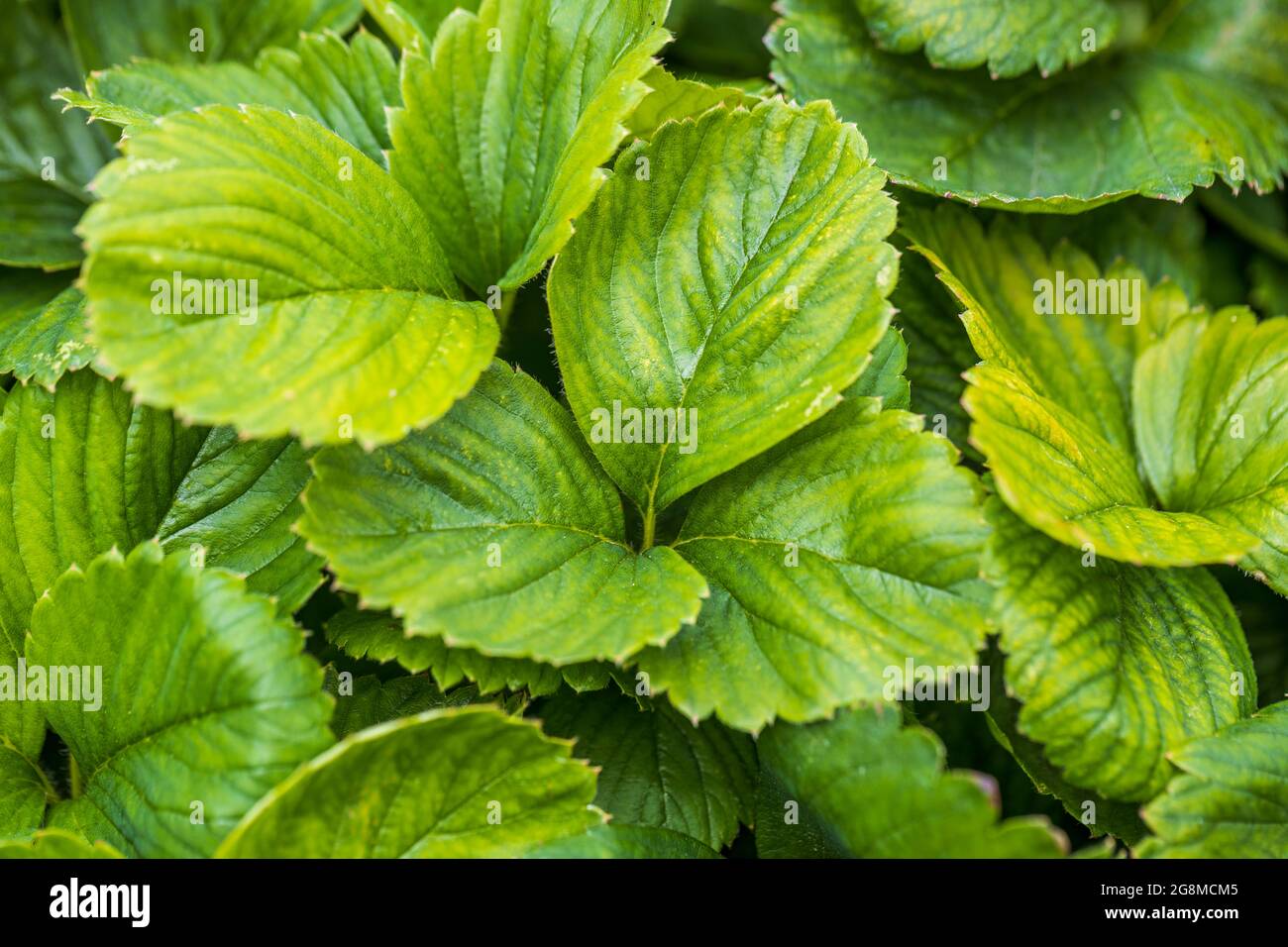 Close up view of green strawberry plants as natural texture or ...