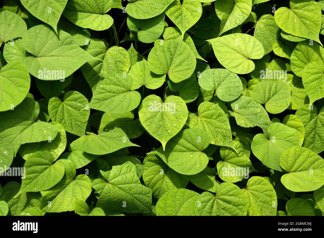 abstract backdrop or wet green leaves texture background, monsoon mood ...