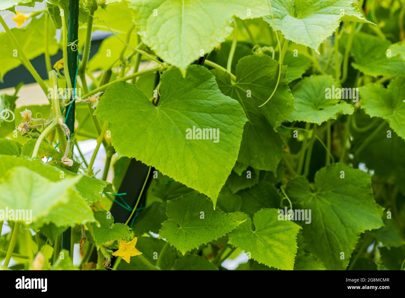 Growing cucumber plants hi-res stock photography and images - Alamy
