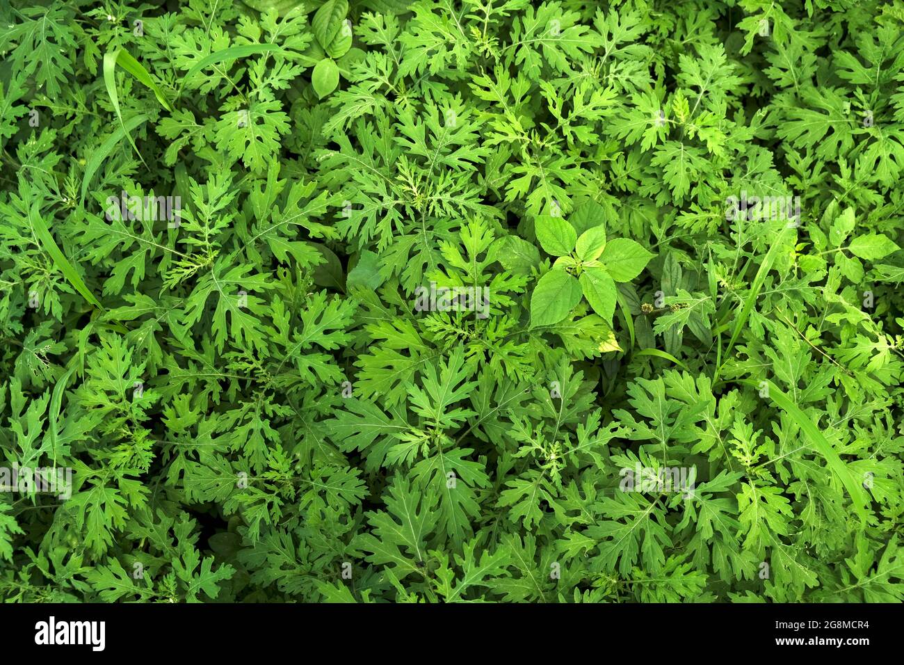 abstract backdrop or wet green leaves texture background, monsoon mood ...