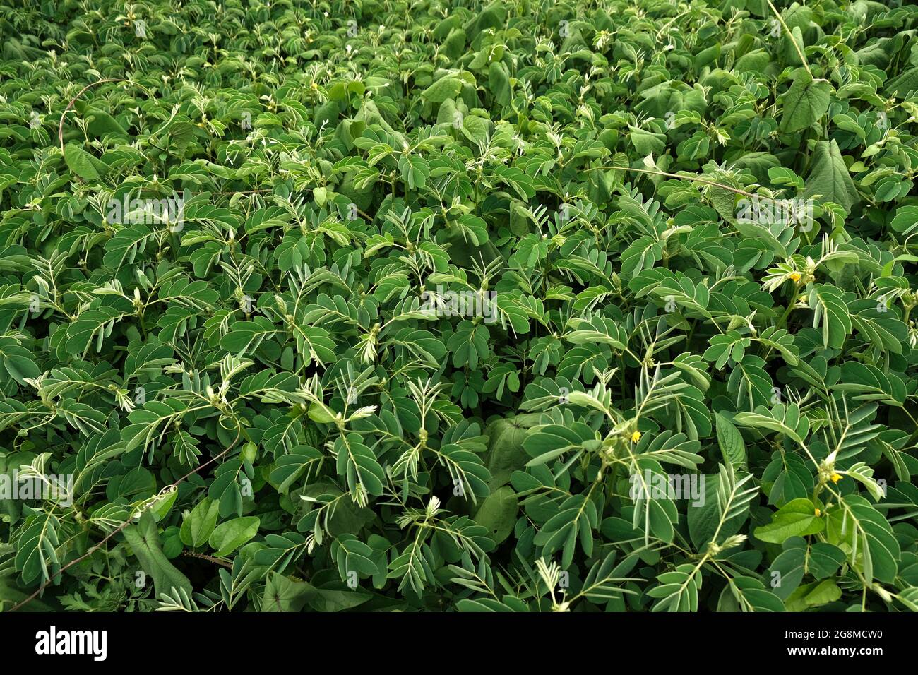 abstract backdrop or wet green leaves texture background, monsoon mood ...