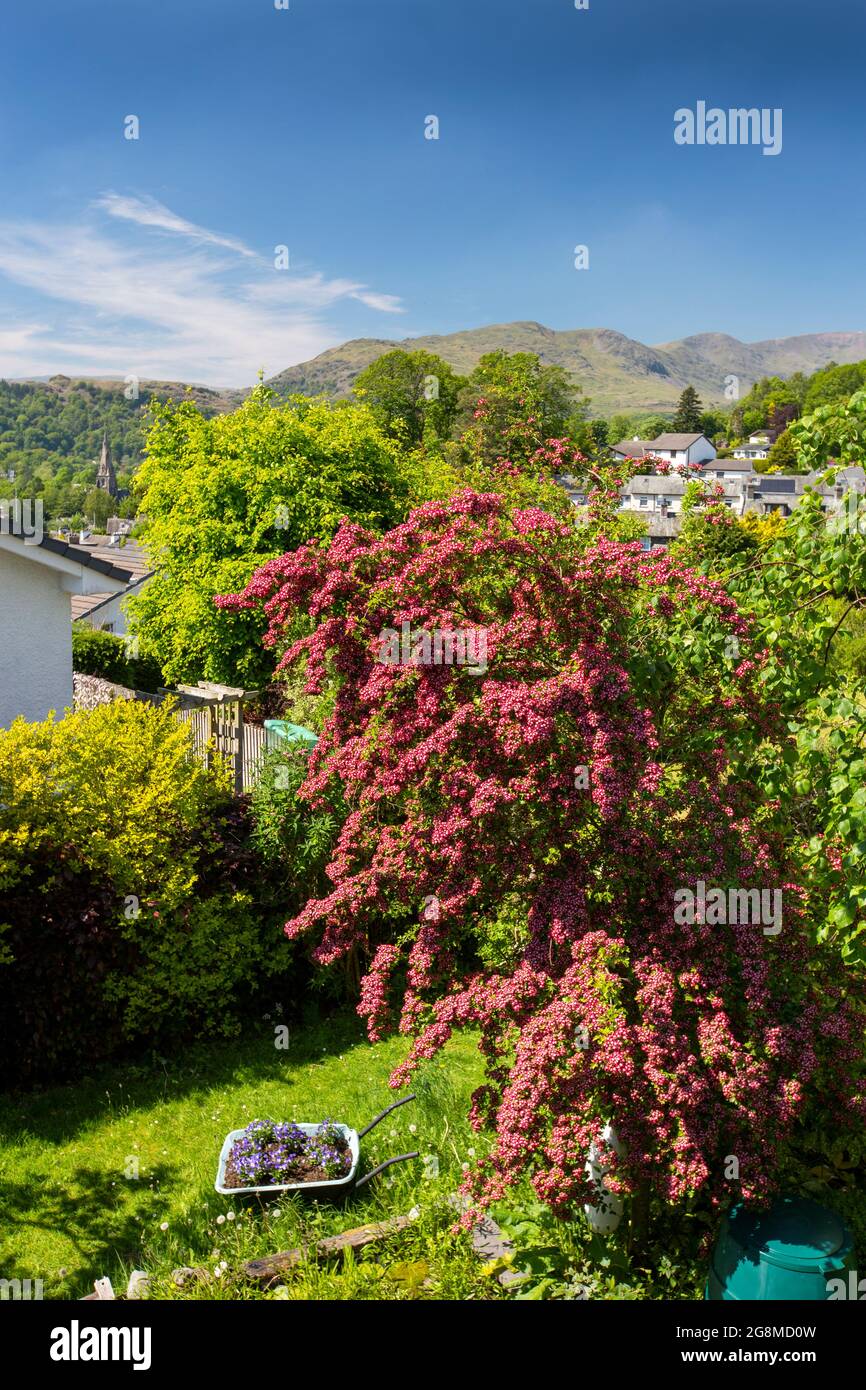 Hawthorn tree in blossom hi-res stock photography and images - Alamy