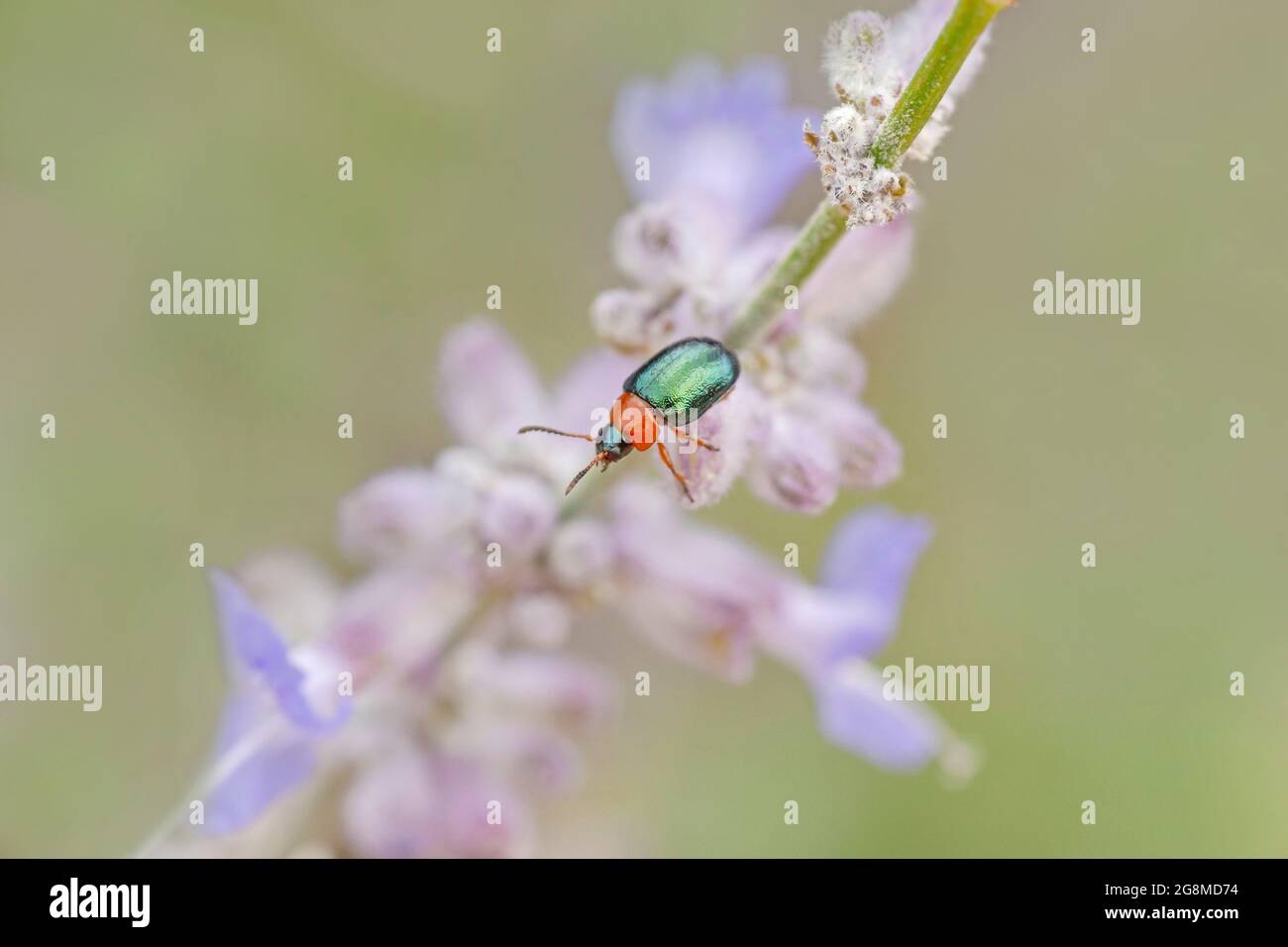 close up of Sermylassa halensis beetle on Perovskia abrotanoides plant ...