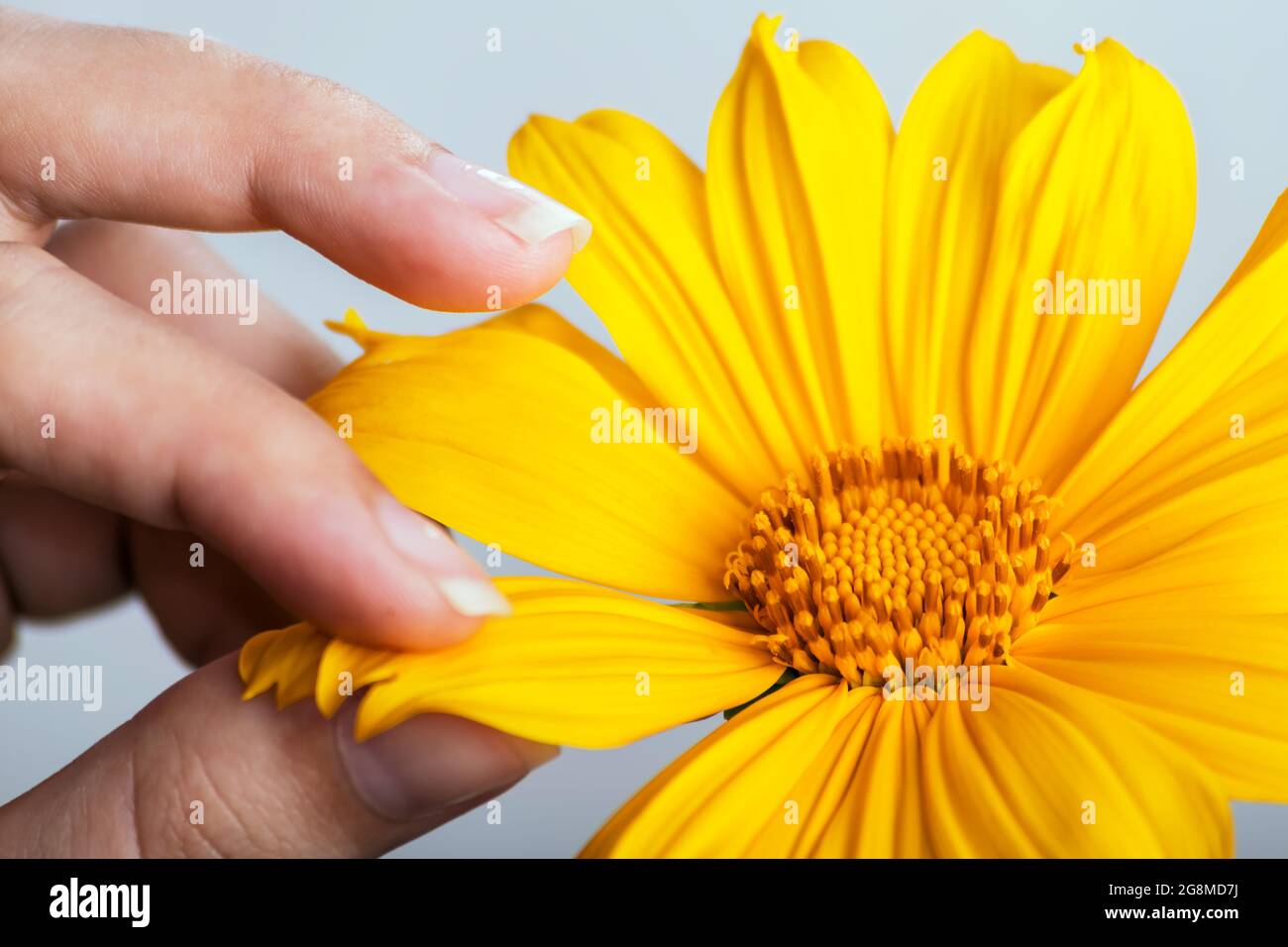 Close up of a Helianthus tuberosus flower in full blossom, human ...