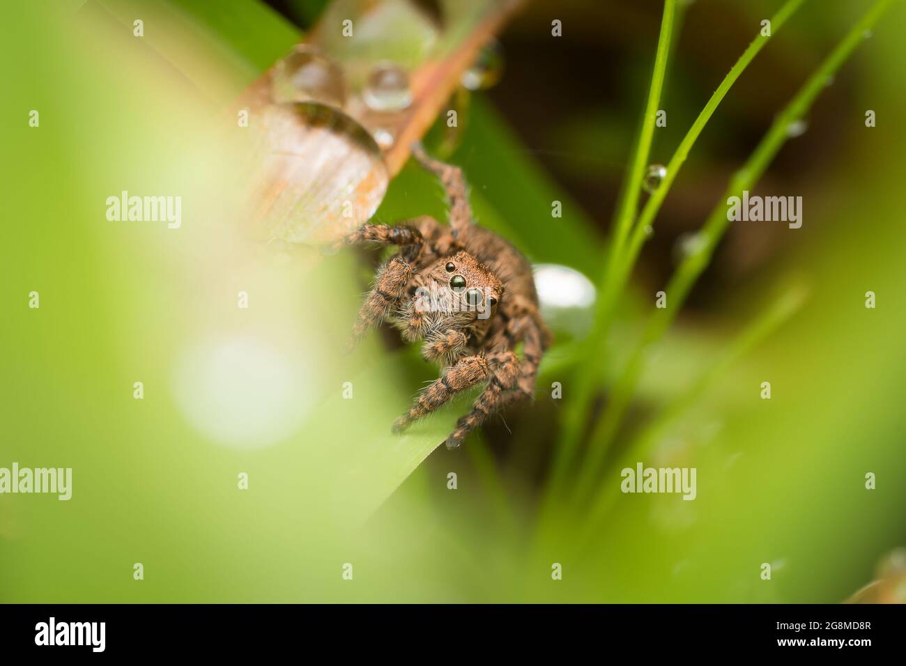 Ground jumping spider (Langona atrata) hiding in grass at Satara ...