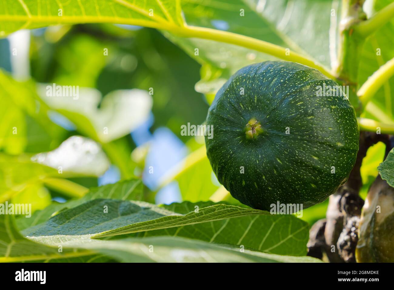 green unripe figs on a tree in sunny weather Stock Photo - Alamy