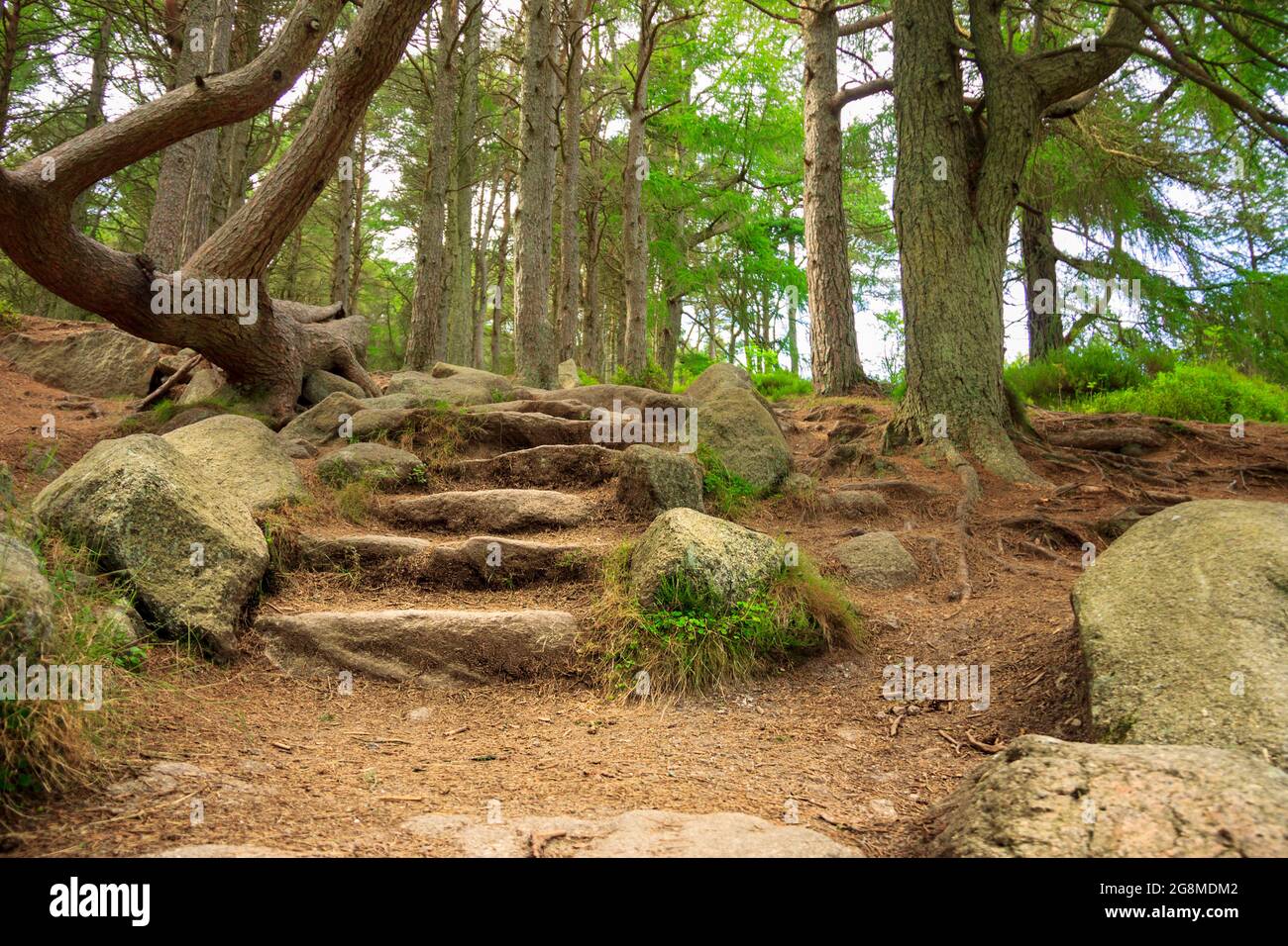 Forest steps in scottish highlands hi-res stock photography and images ...