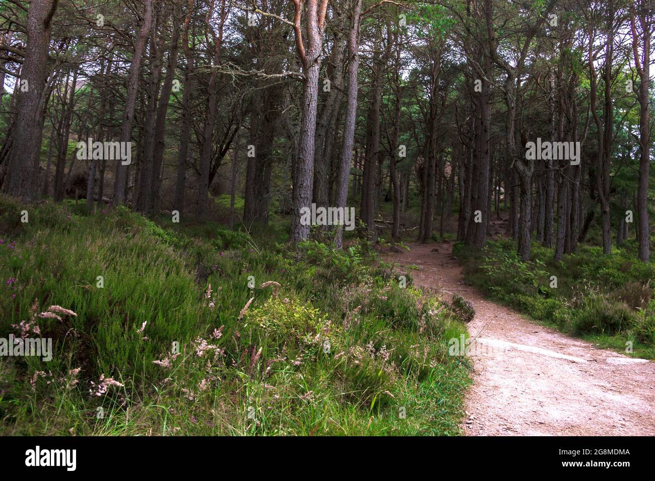 Walking woods path scotland highlands hi-res stock photography and ...
