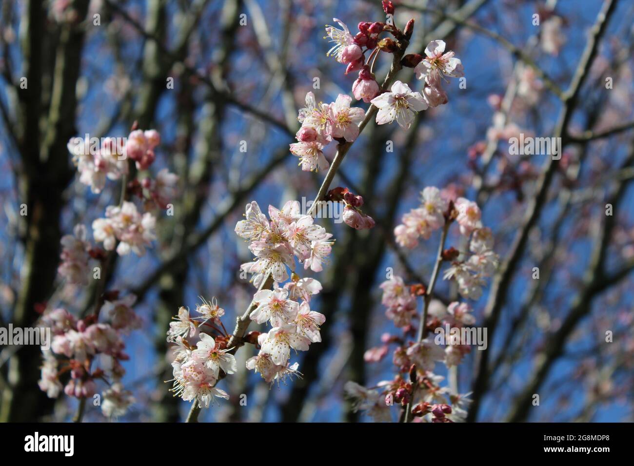 flowering trees with branches in woodland Stock Photo - Alamy