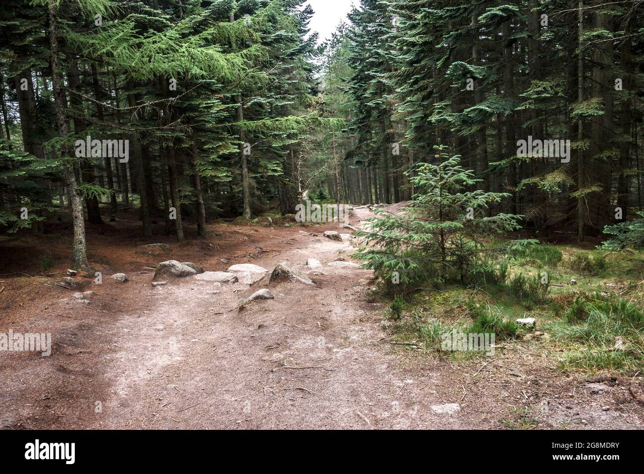 Walking woods path scotland highlands hi-res stock photography and ...