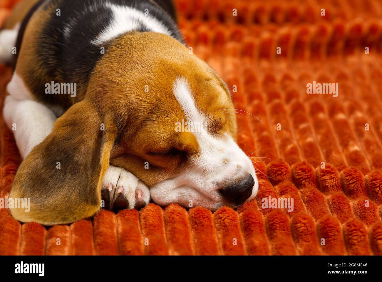 cute beagle puppy resting on an orange plaid. portrait of a beautiful ...