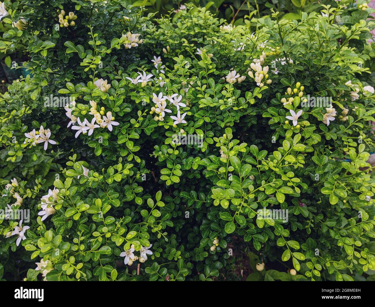 Closeup shot of growing muraya Stock Photo - Alamy