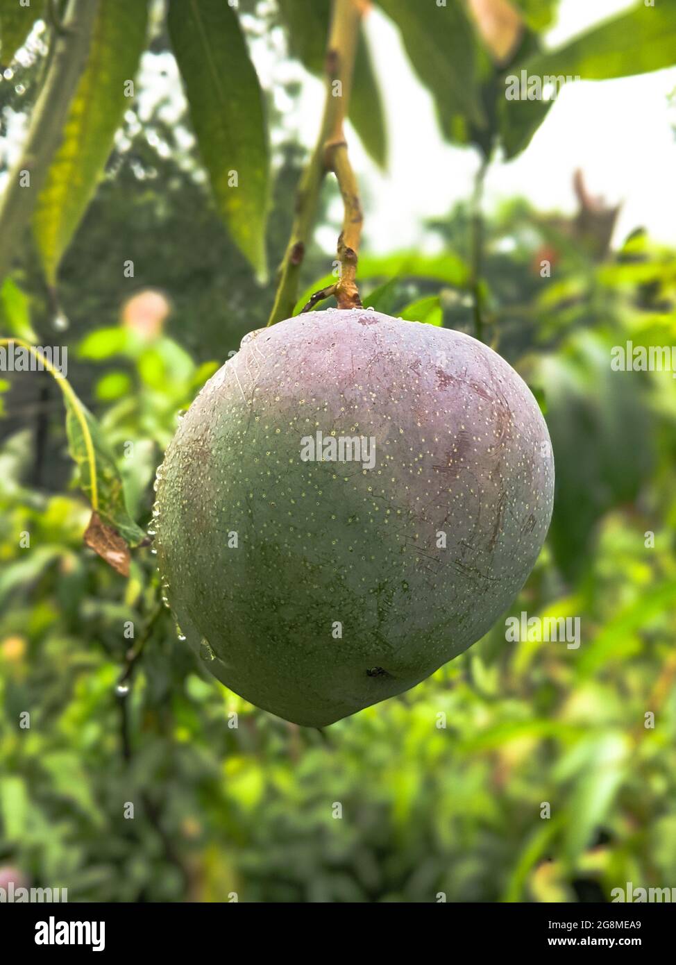 Vertical shot of ripening mango Stock Photo - Alamy