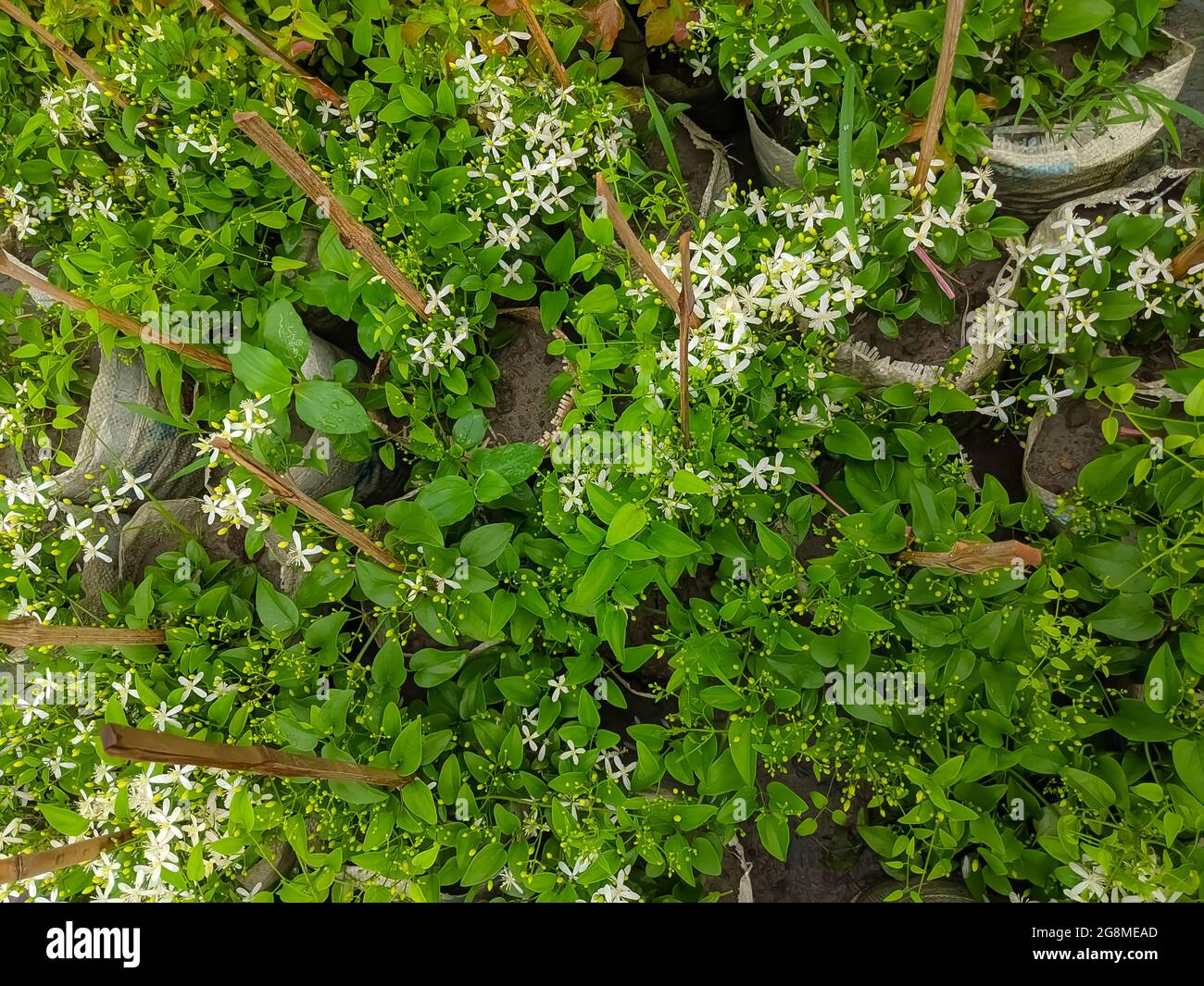 Top view of growing fallopia flowers Stock Photo - Alamy