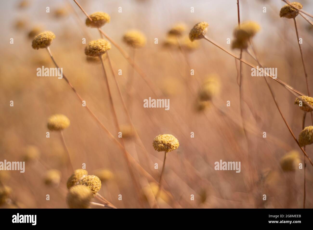 Vegetation background hi-res stock photography and images - Alamy
