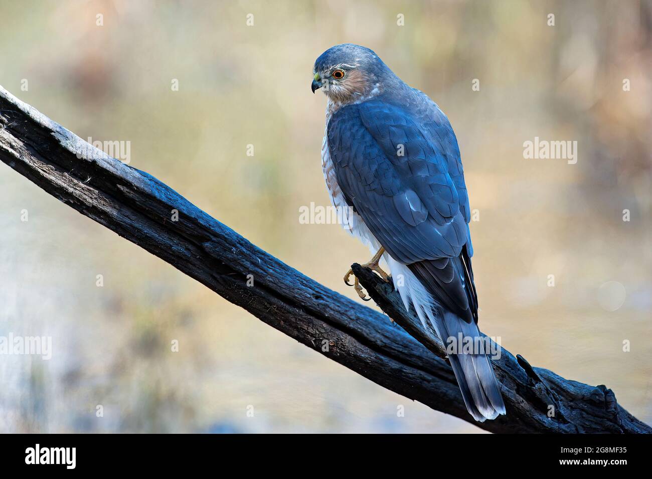 Sharp-shinned hawk perched on snag Stock Photo - Alamy
