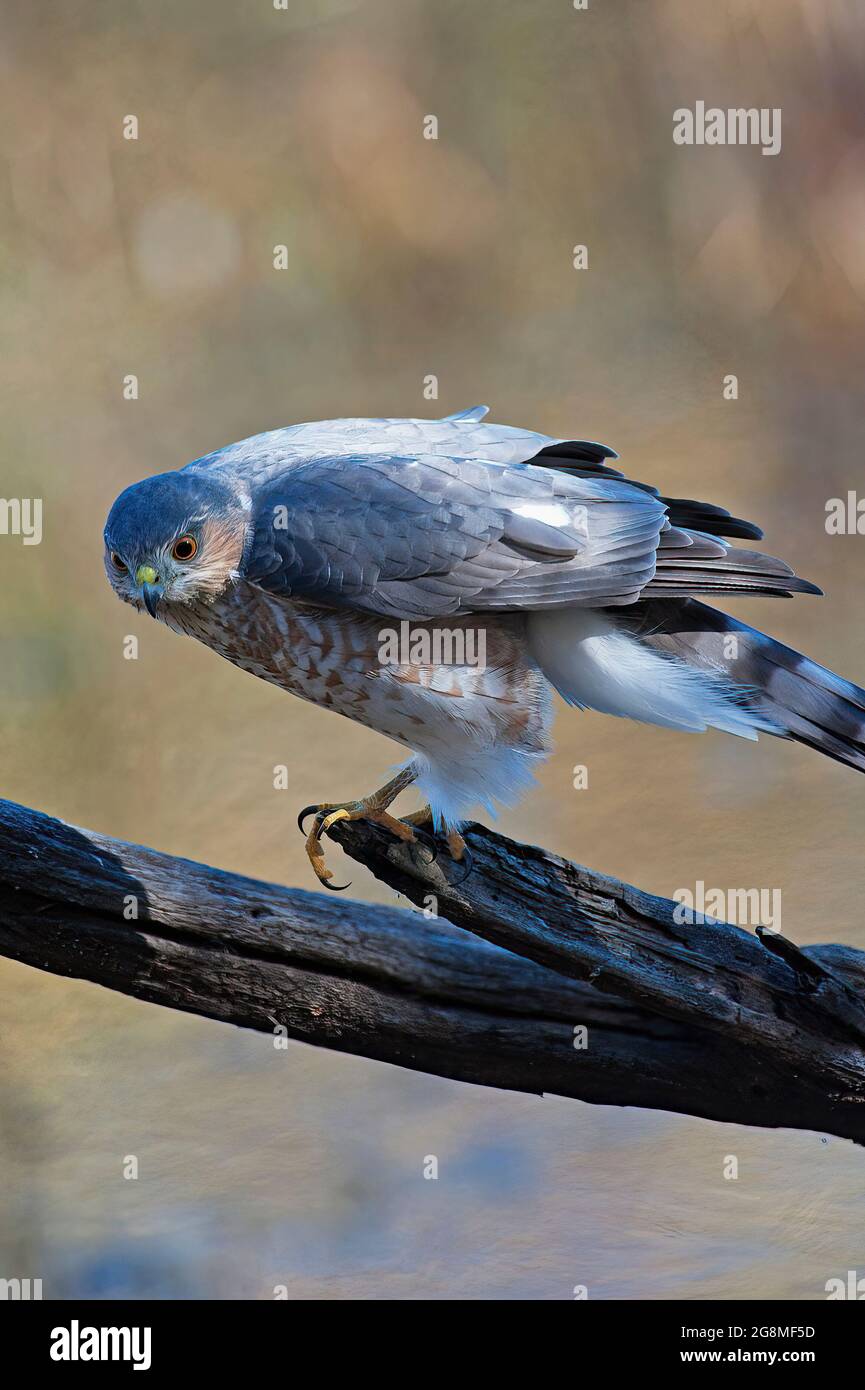 Perch perching hi-res stock photography and images - Alamy