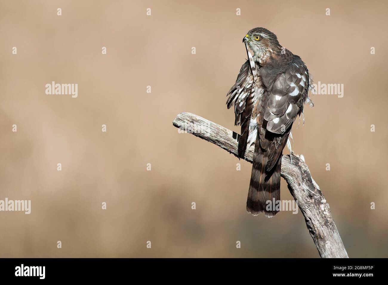 Sharp-shinned hawk preening feathers Stock Photo - Alamy