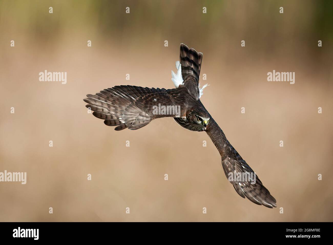 Sharp-shinned hawk in flight Stock Photo - Alamy