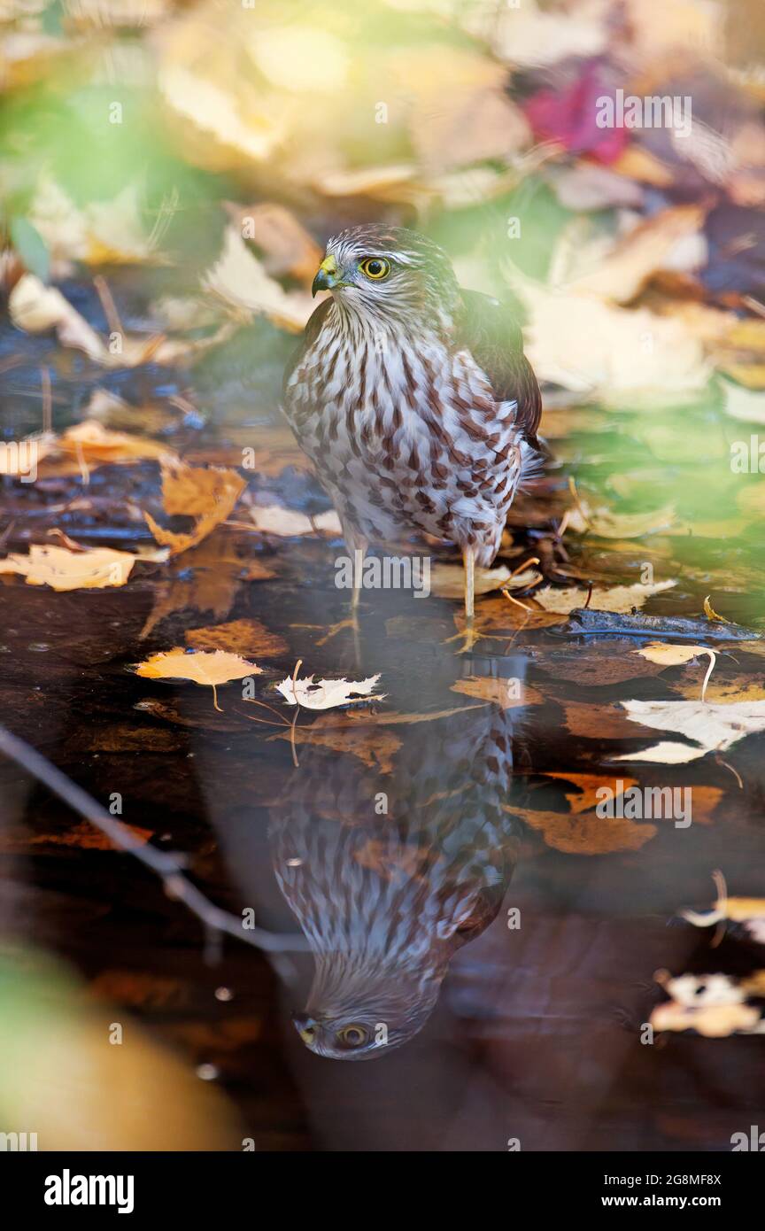 Sharp-shinned hawk taking a bath Stock Photo - Alamy