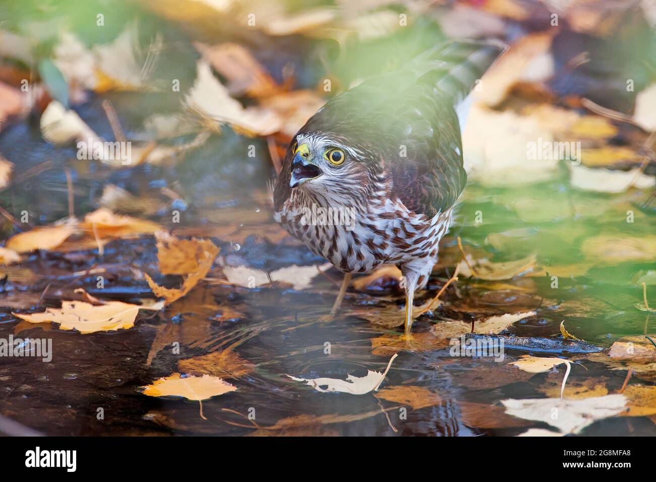 Sharp-shinned hawk taking a bath Stock Photo - Alamy