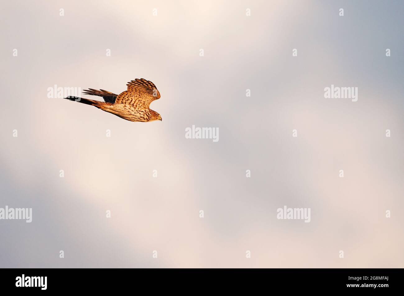 Sharp-shinned hawk in flight Stock Photo - Alamy