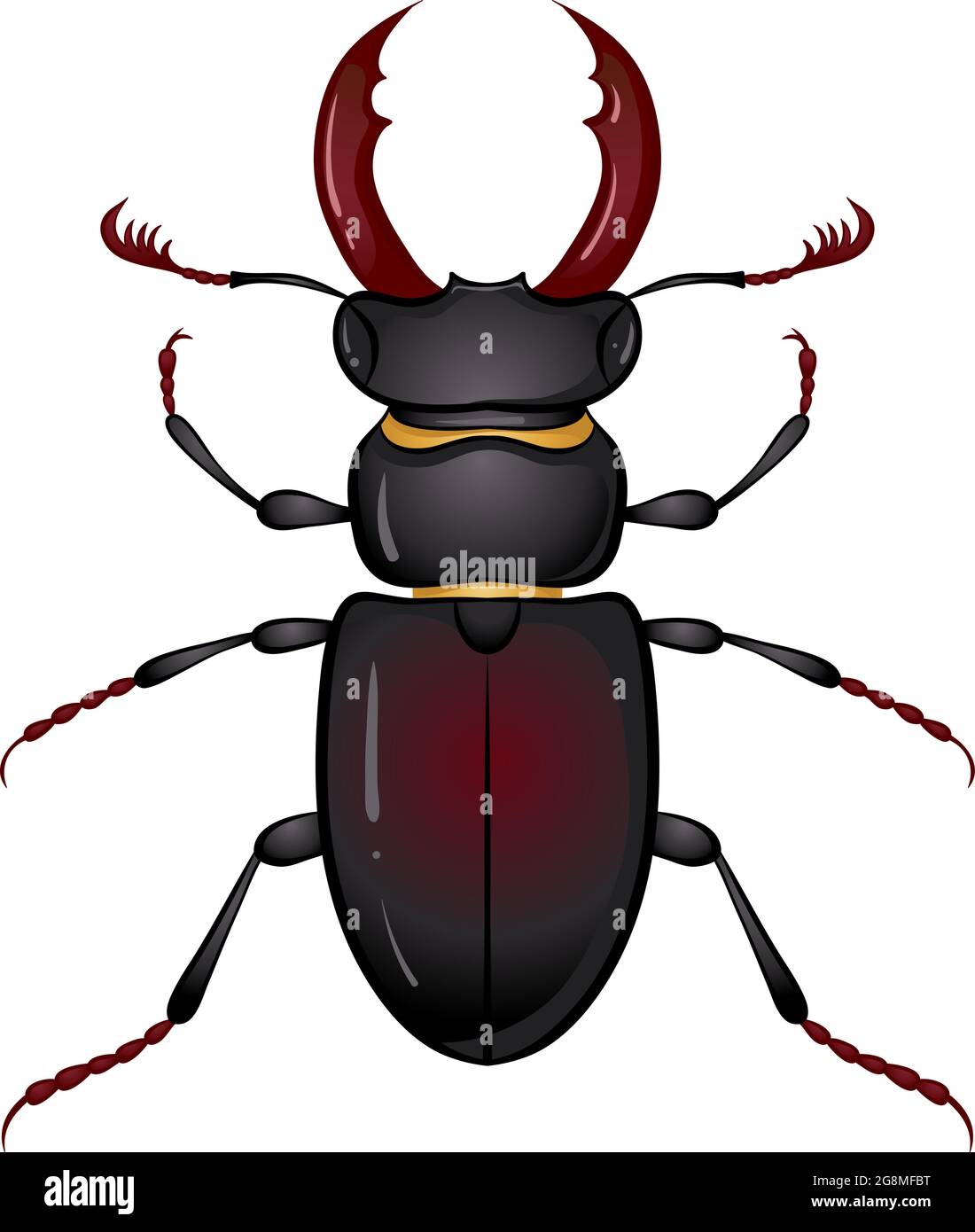 Stag beetle illustration Stock Vector Images - Alamy