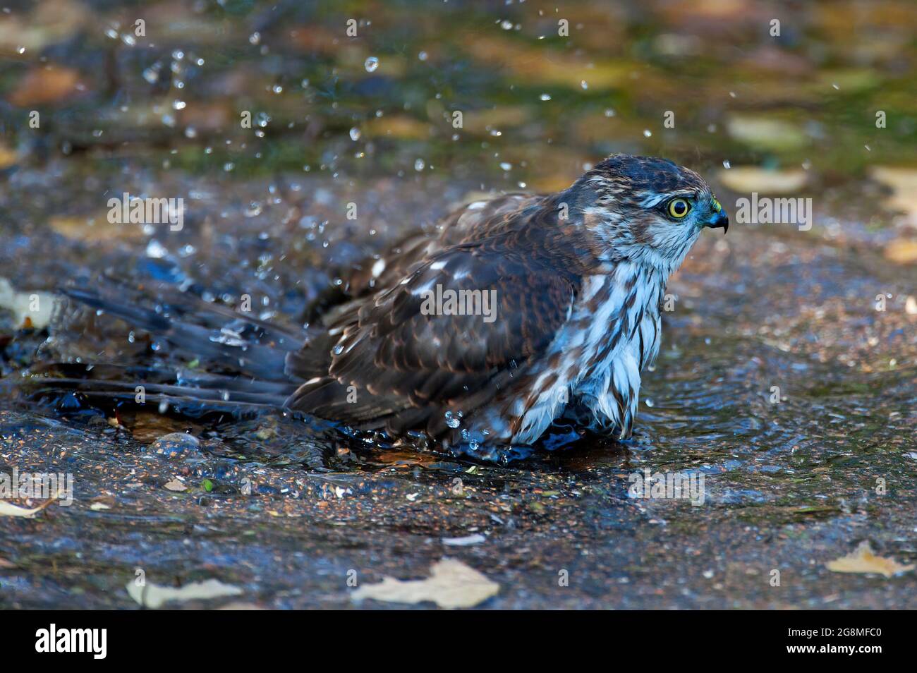 Sharp-shinned hawk taking a bath Stock Photo - Alamy