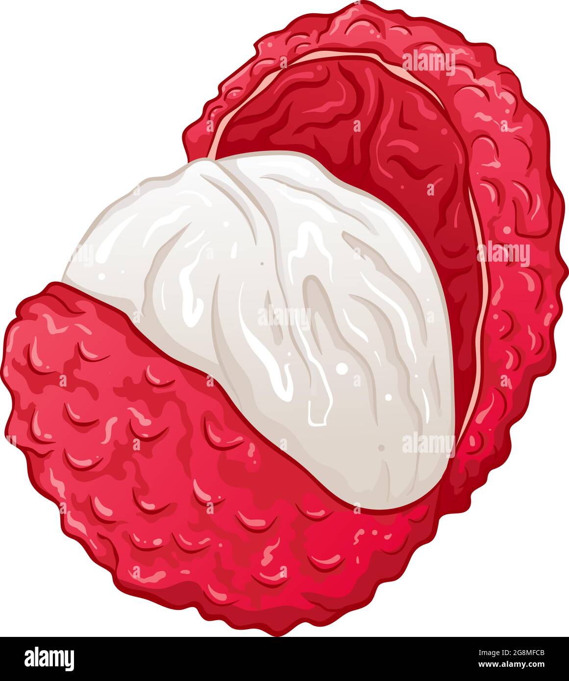 Lychee botanical illustration Stock Vector Images - Alamy