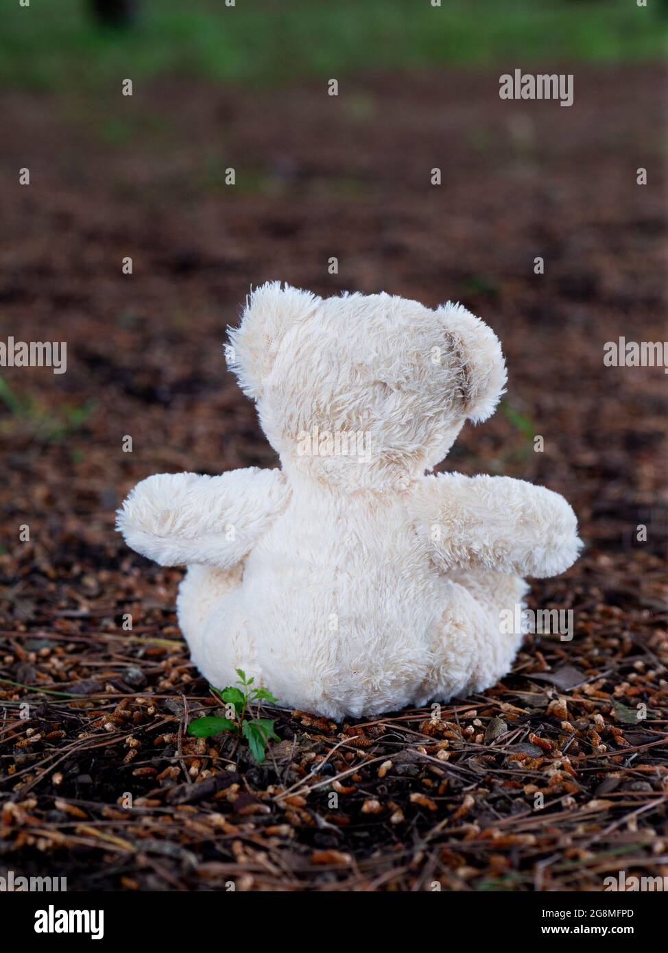 Book cover concept - Childhood - Rear view of teddy bear outdoors Stock ...