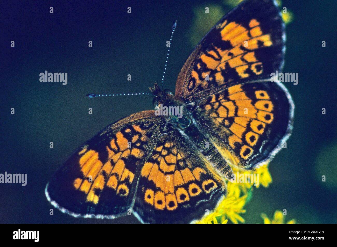 Crescent butterflies hi-res stock photography and images - Alamy