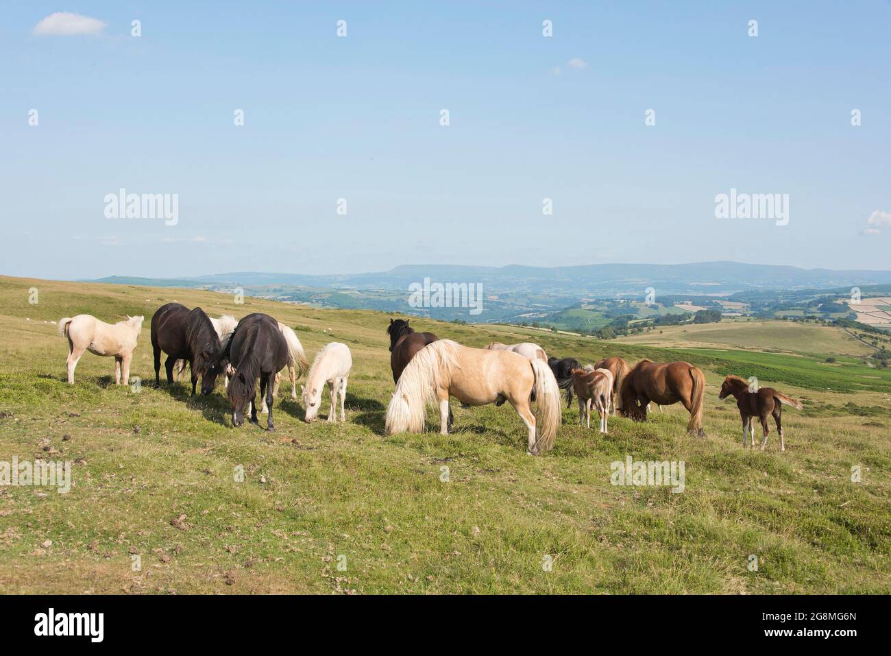Builth Wells, Powys, Wales, UK. 21st July, 2021. Welsh mountain ponies ...