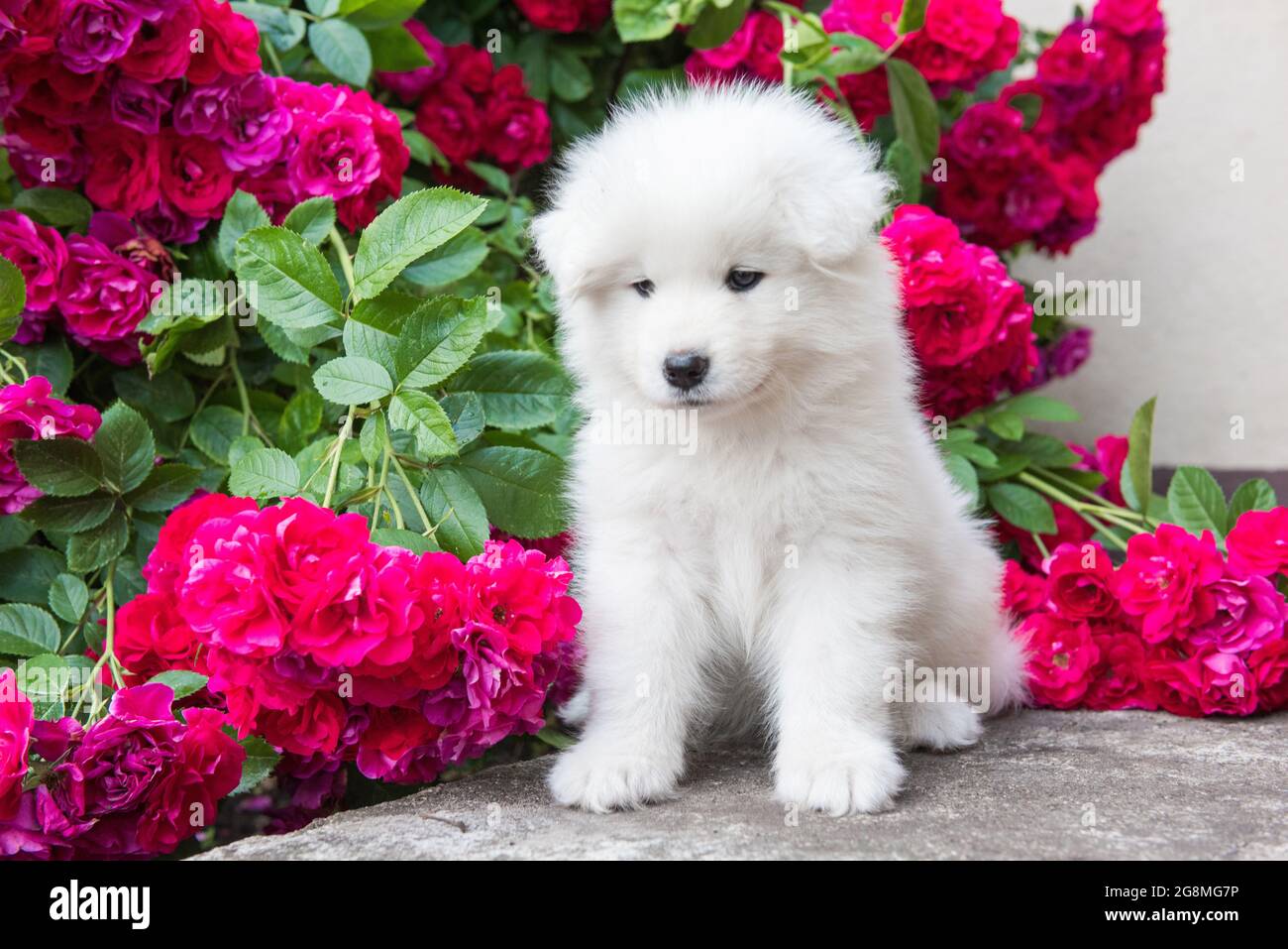 White furry Samoyed puppy sitting with red roses Stock Photo - Alamy