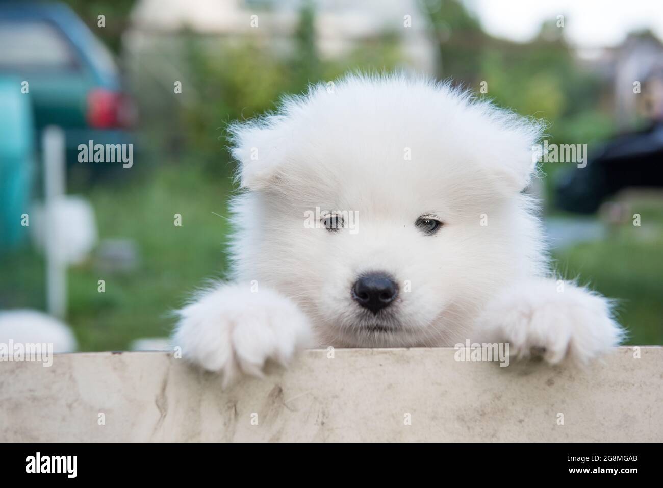 White fluffy Samoyed puppy peeking out from the fence Stock Photo - Alamy