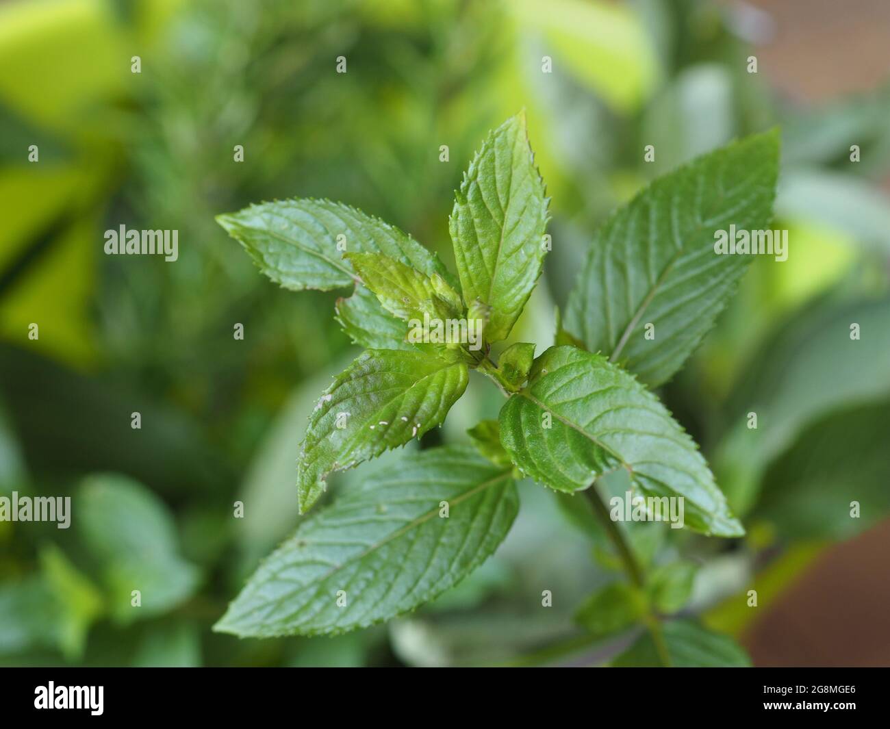 peppermint (scientific name Mentha x piperita) plant Stock Photo - Alamy