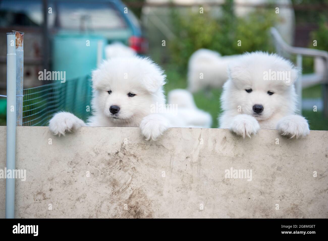 Two White fluffy Samoyed puppies peeking out from the fence Stock Photo ...